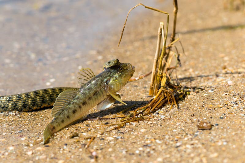 Waterslang stock foto. Image of oekraïne, nave, slangen - 45257200