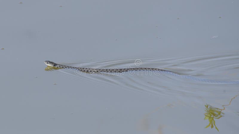 Zwemmende slang stock afbeelding. Afbeelding bestaande uit risico ...