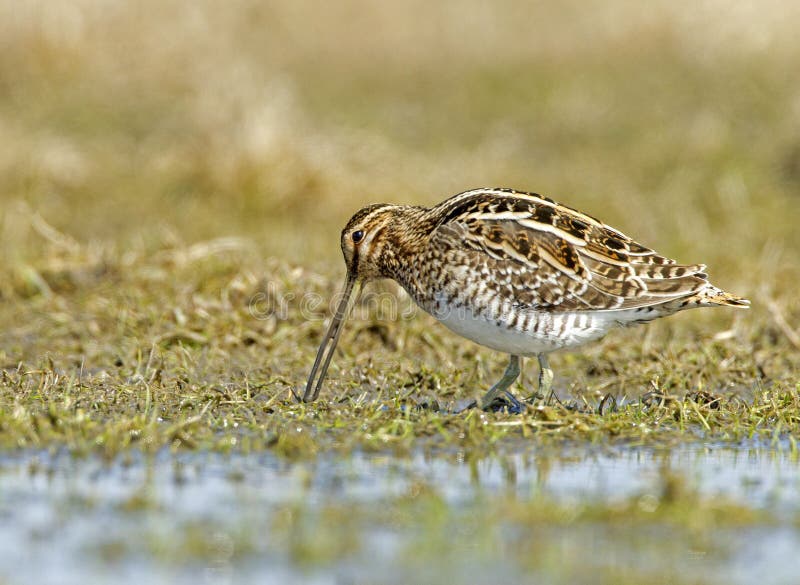 Watersnip, Common Snipe,Gallinago Media Stock Image - Image of ...