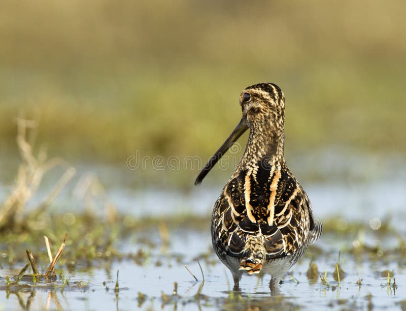 Watersnip, Common Snipe,Gallinago Media Stock Image - Image of media ...