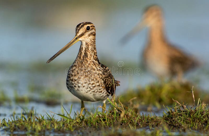 Watersnip, Common Snipe,Gallinago Media Stock Image - Image of media ...