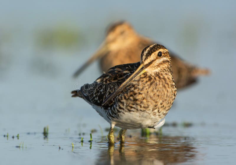 Watersnip, Common Snipe,Gallinago Media Stock Photo - Image of marken ...
