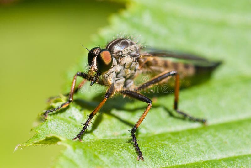 Watersnip-vlieg macro stock foto. Image of macro, gemeenschappelijk ...