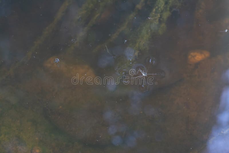 Waterstrider Insects on the Water Surface. Stock Photo - Image of ...
