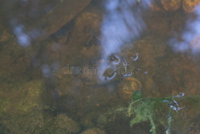 Waterstrider Insects on the Water Surface. Stock Image - Image of ...
