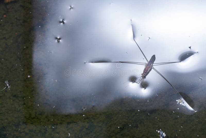 Waterstrider Insects on the Water Surface. Stock Photo - Image of ...