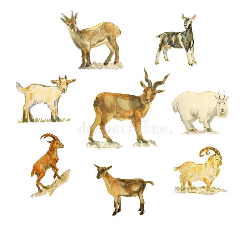 Aquarel Tekening Van Verschillende Geiten Stock Illustratie ...