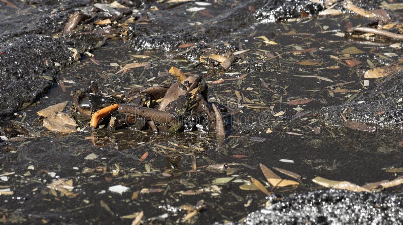 A Waterway Filled with Pollutants, Debris, and Excessive Algae Growth ...