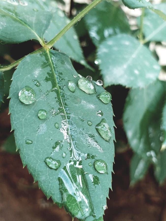 Watery leaf stock photo. Image of simple, sweet, watery - 126802952