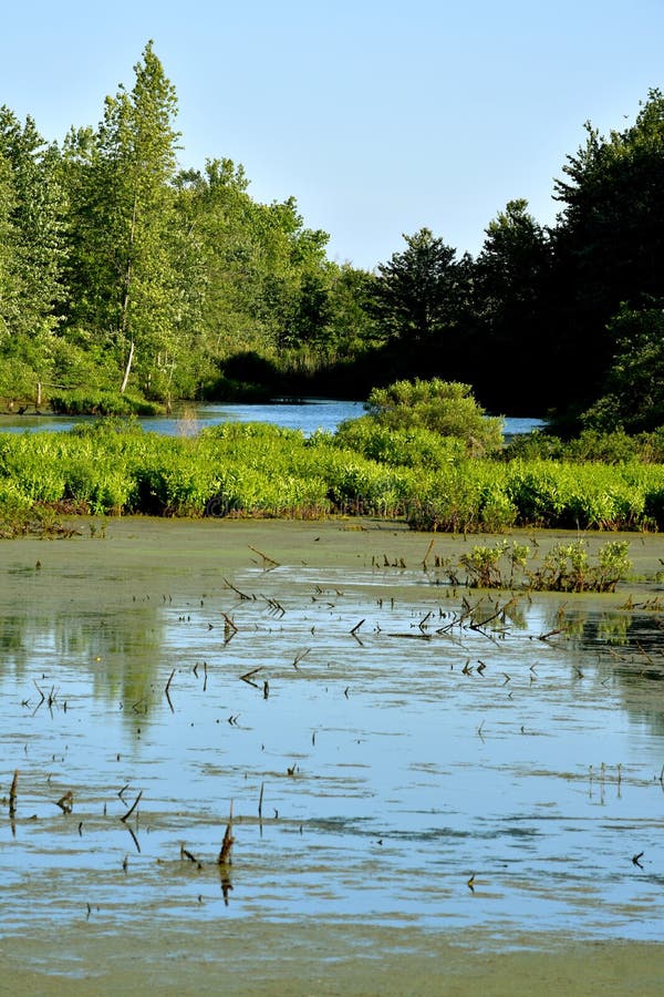 Watery Marsh Swamp and Forest Stock Image - Image of boggy, marsh ...