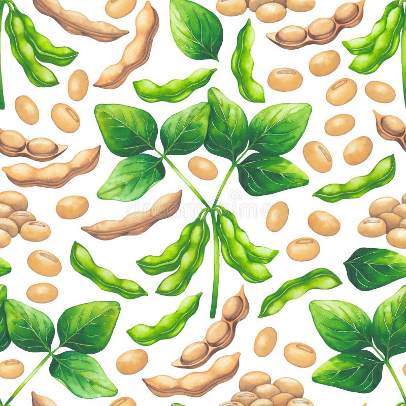 Watetcrolor Seamless Pattern of Soy Beans and Leaves. Stock ...
