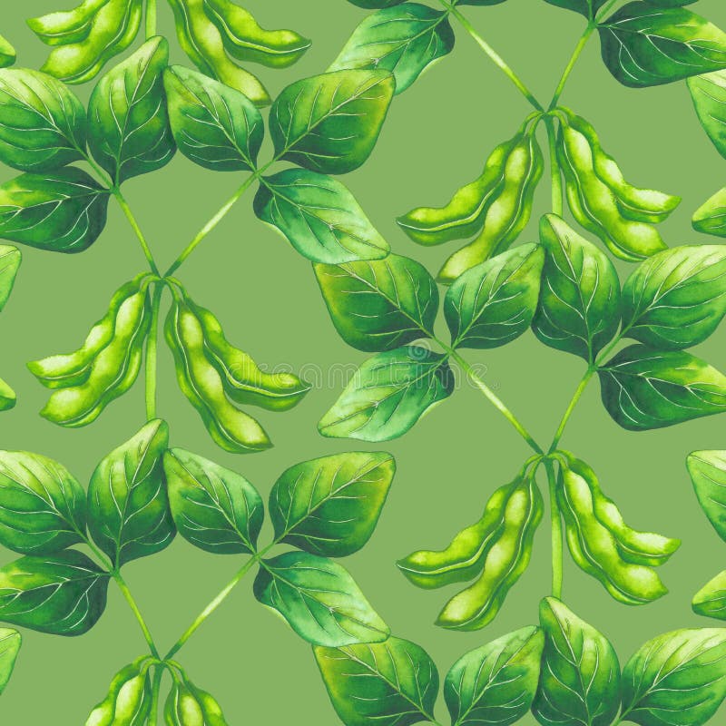 Watetcrolor Seamless Pattern of Soy Beans and Leaves. Stock ...