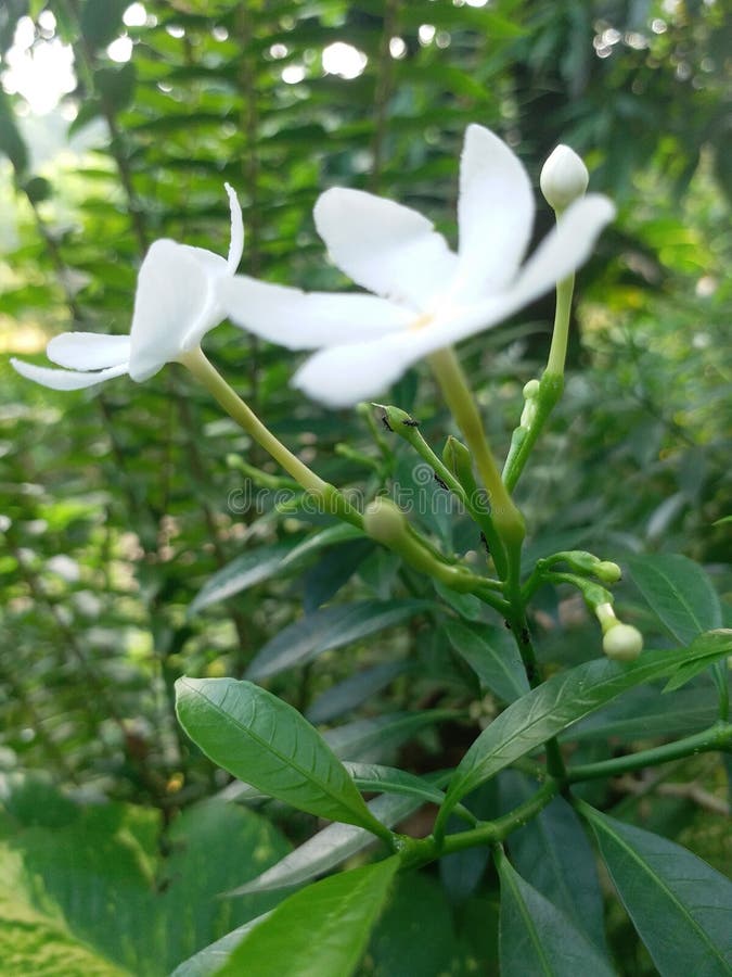 Wathusudda Flower in SriLanka .nature Beautiful Stock Photo - Image of ...