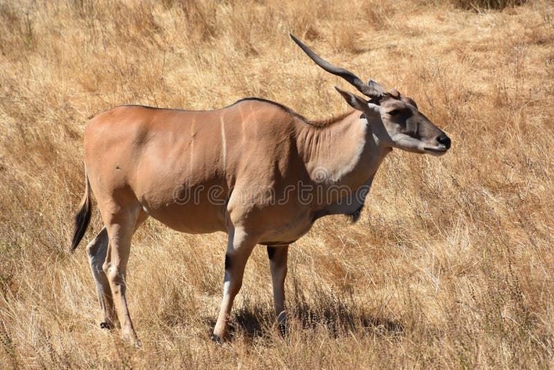 Watsui Cattle stock image. Image of wilderness, longhorn - 131029373