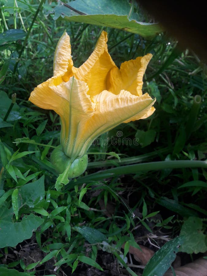 Wattakka Mala Stock Photos - Free & Royalty-Free Stock Photos from ...