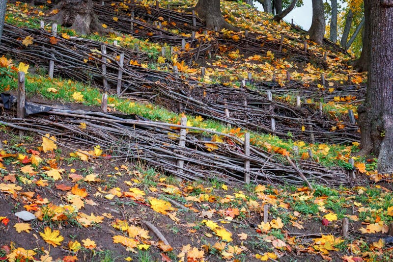 Wattle and Autumn Leaves Autumn Composition. Stock Image - Image of ...