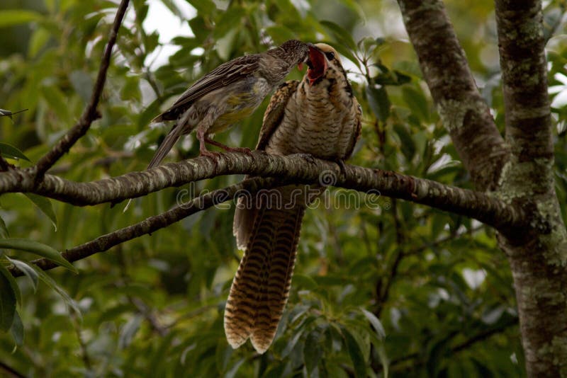 Wattle Bird Feeding a Juvenile Cuckoo Stock Photo - Image of feeding ...