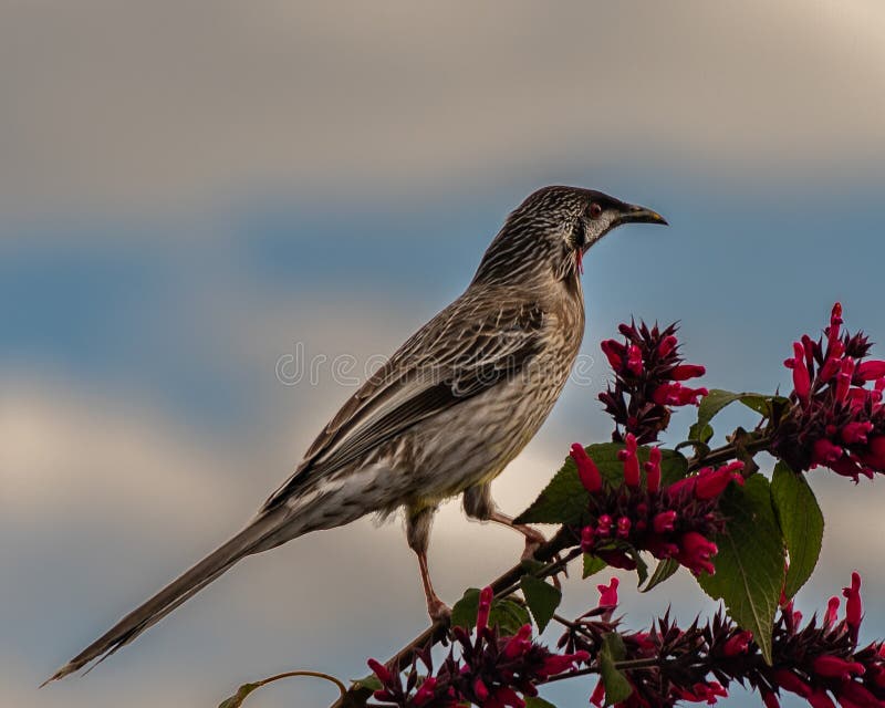 Wattle Bird Looking for Nectar Stock Image - Image of nature, brown ...