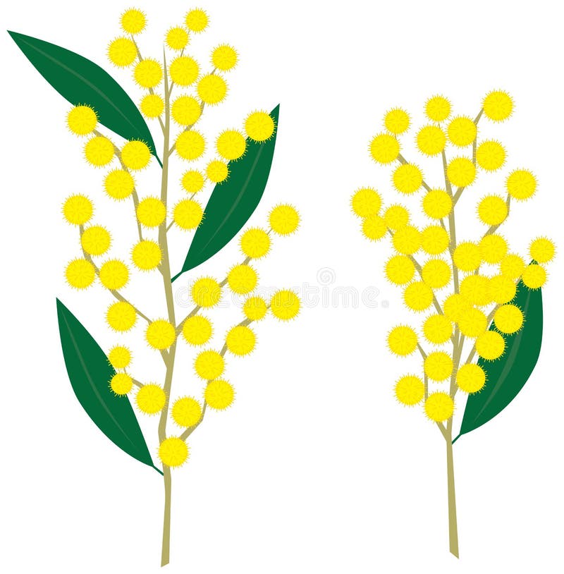 Australian Wattle Stock Illustrations – 269 Australian Wattle Stock ...