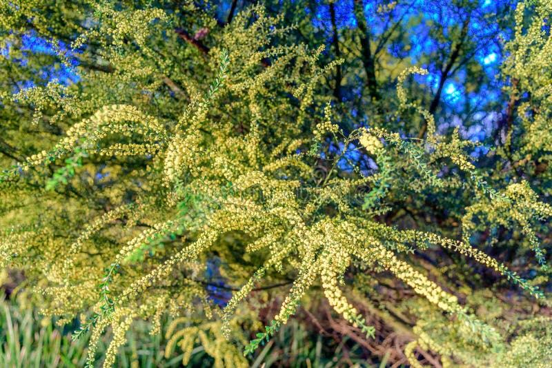 The Long Yellow Flowers of the Native Australian Wattle Tree Stock ...