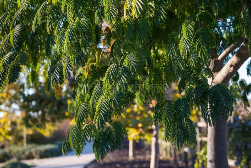 Wattle Tree (Acacia Mearnsii) Close-up in the Park Stock Photo - Image ...