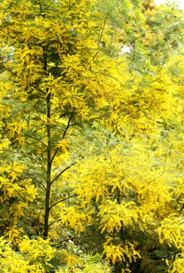 Wattle stock photo. Image of wattle, australian, bloom - 6430862