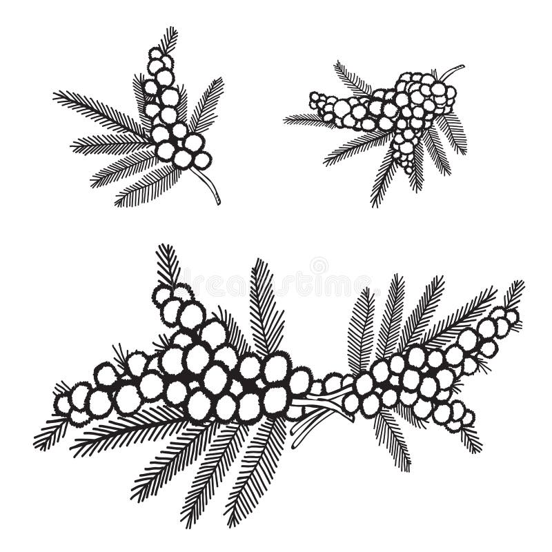 Yellow Wattle Flower Vector Stock Vector - Illustration of golden ...