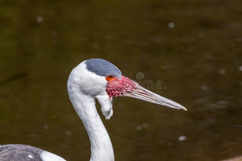 Wattled crane stock photo. Image of baraboo, closeup - 53944588