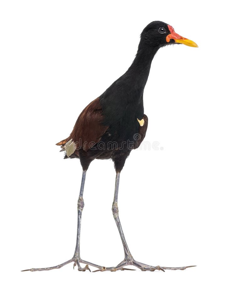 Wattled Jacana Jacana Jacana Walking on a Water Leaves. Reflection in ...