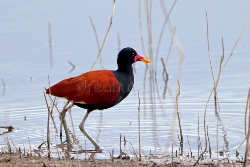 Wattled Jacana (Jacana Jacana), Walking in the Middle of Dry Vegetation ...