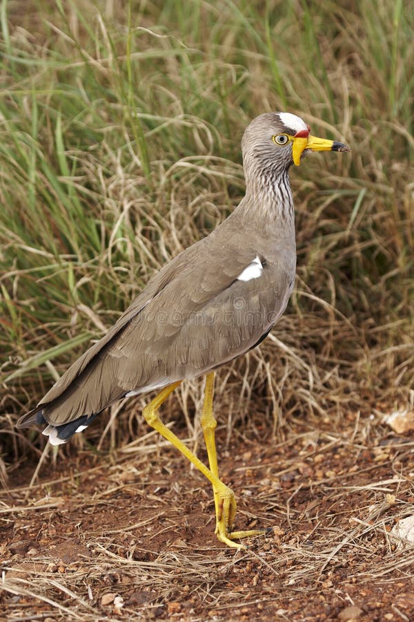 Wattled Plover stock image. Image of africa, birdlife - 19037745