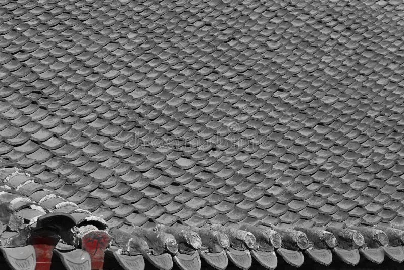 Dolphin Skin Microscope