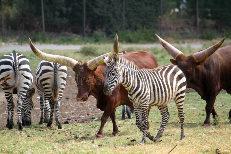 Watusi Bull Zebra Stock Photos - Free & Royalty-Free Stock Photos from ...