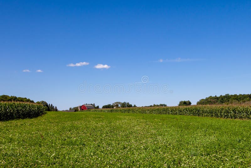 Wausau, Wisconsin Farm with Crops in August Stock Image - Image of ...