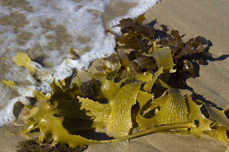 Wave Approaching Beach Seaweed Stock Photo - Image of shore, wave: 32909644