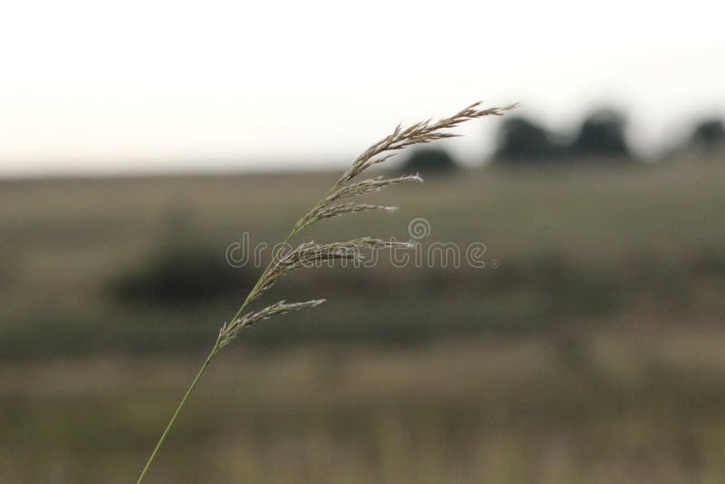Wave away stock image. Image of bush, wind, seeds, blowing - 54216377