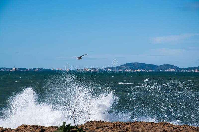 Wave and bird. stock image. Image of beautiful, shore - 31838307
