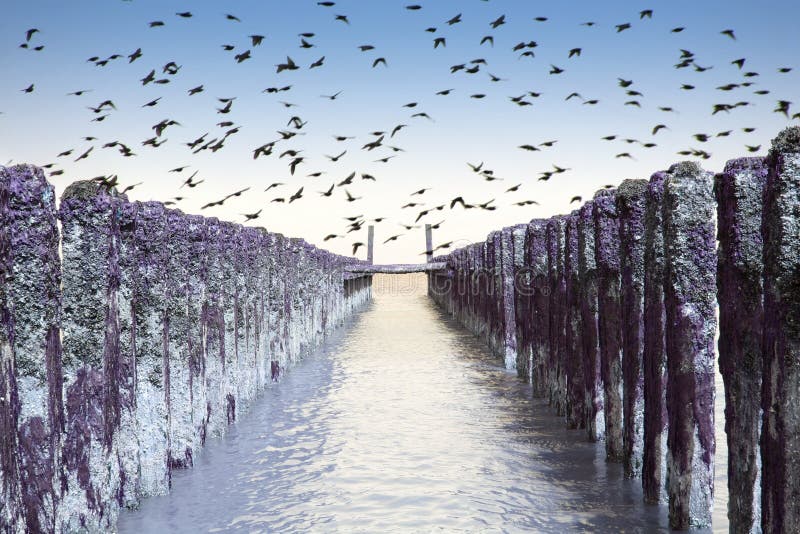 Wave breaker stock image. Image of power, birds, landscape - 169929