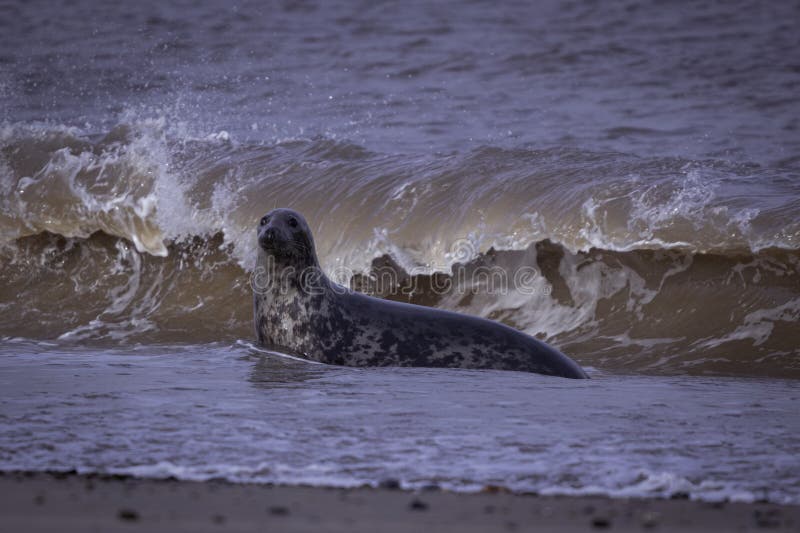 Wave Breaking Behind a Grey Seal Stock Photo - Image of grypus, beach ...