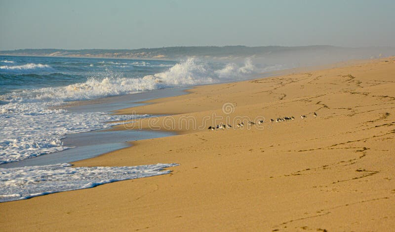 Wave Breaking on the Sand of the Beach Stock Image - Image of brown ...