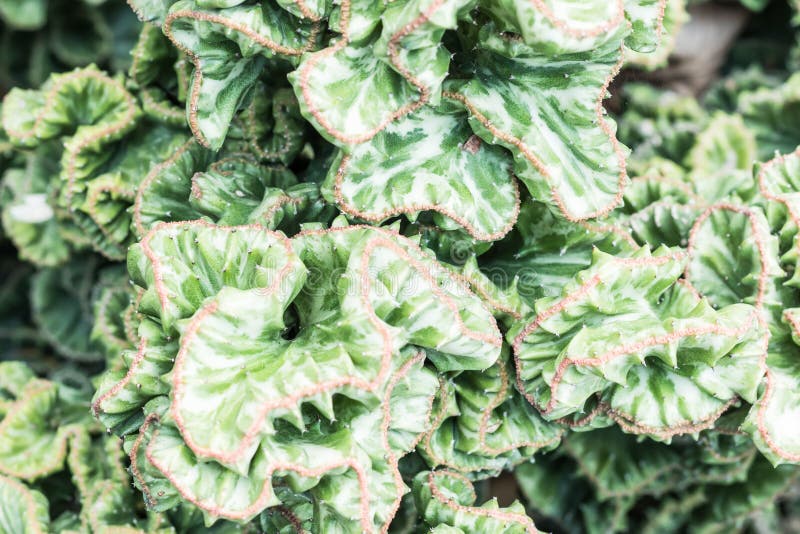 Wave of Cactus stock image. Image of beautiful, herb - 73262347