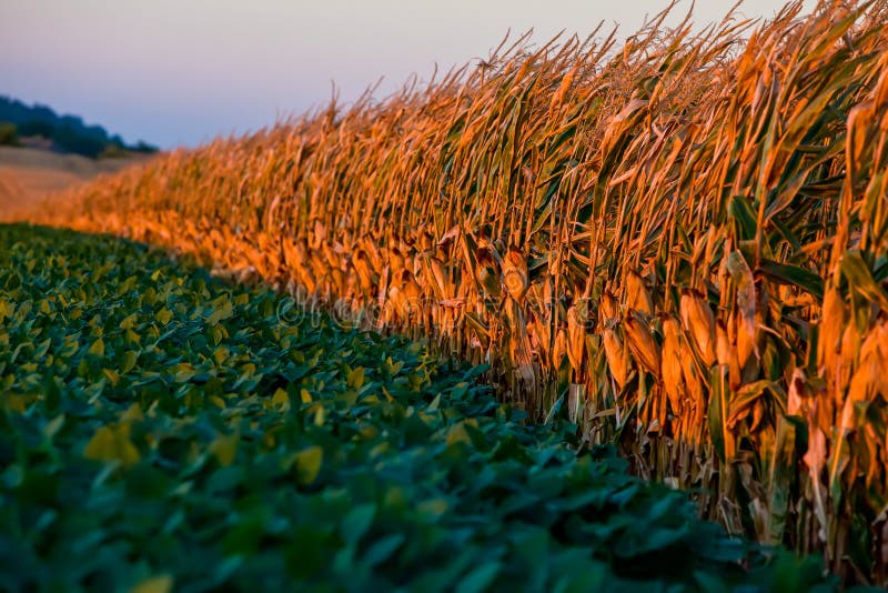 Wave of corn stock photo. Image of grass, green, farm - 43367166