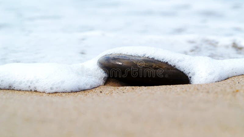 Wave Covering Stone on Beach Stock Photo - Image of waves, smooth: 16094068