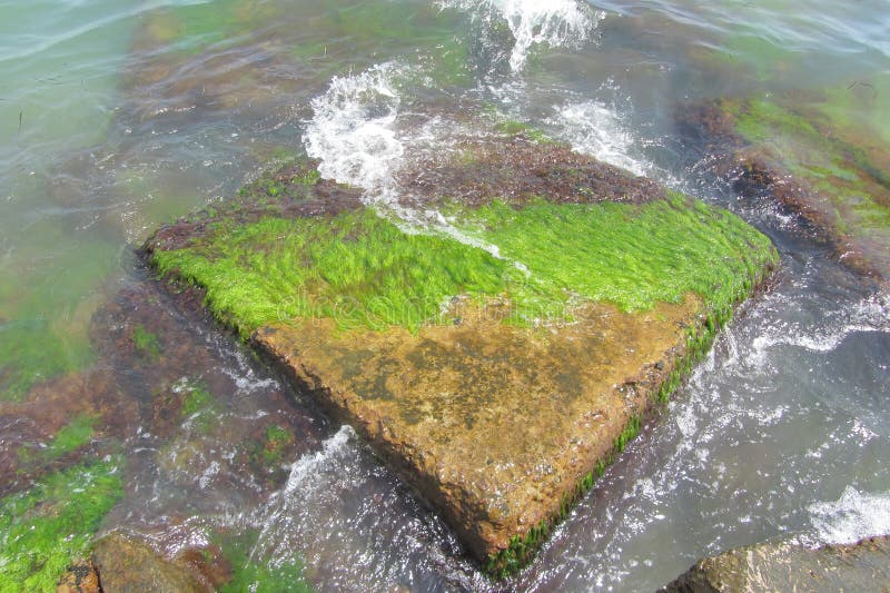The Wave is Lapping Over a Square Rock on the Pier Covered in Green ...