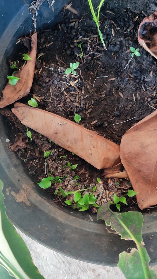 Wave of love seeds stock photo. Image of garden, wood - 253620898