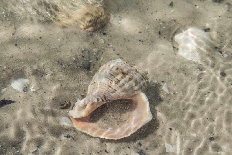 The Wave Rolls on the Sand. Shells Under the Water Stock Image - Image ...