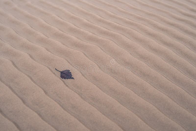 Wave-shaped Sand and Fallen Leaf on Beach in Winter Stock Photo - Image ...