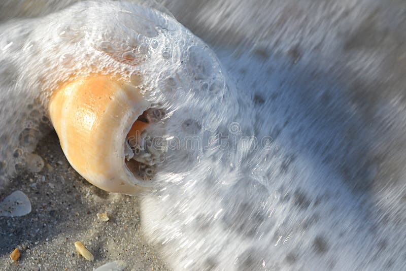 Wave Shell stock photo. Image of wave, shell, beach, hitting - 67991740