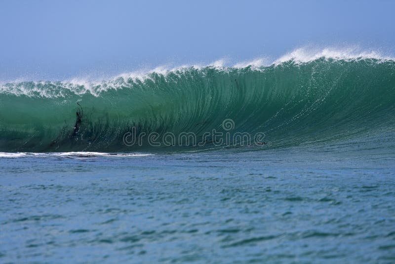 Wave stands up stock image. Image of surf, kelp, coast - 26309829