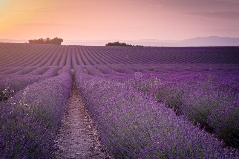Wave in the Terrain of Lavender Fields Stock Photo - Image of europe ...